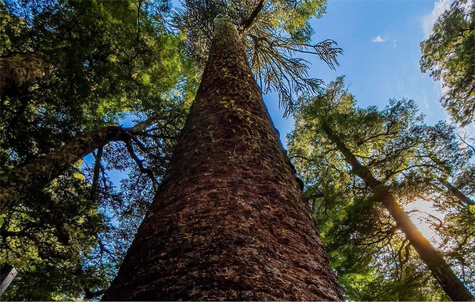 Parque Nacional Conguillío en La Araucanía, Chile: Guía de Visitas