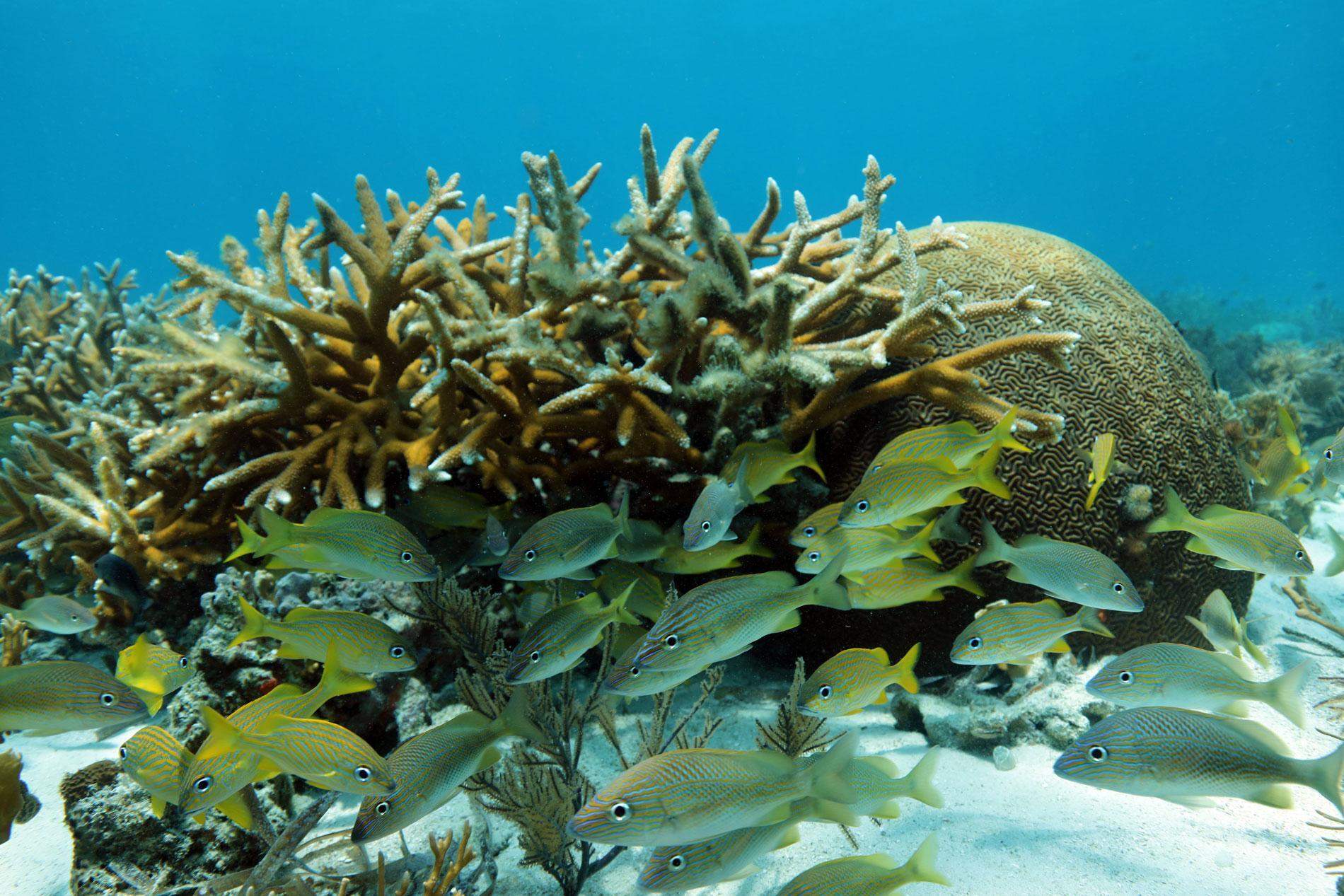Parque Nacional Costa Occidental de Isla Mujeres, Punta Cancún y Punta ...