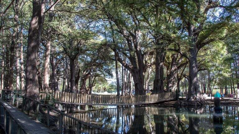 Parque Nacional El Sabinal en México: Visita Inolvidable