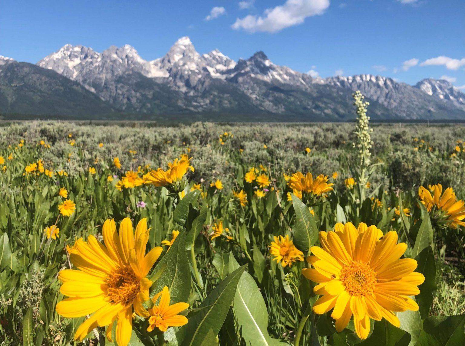Flora del Parque Nacional Yellowstone: Guía Completa de Especies y Más