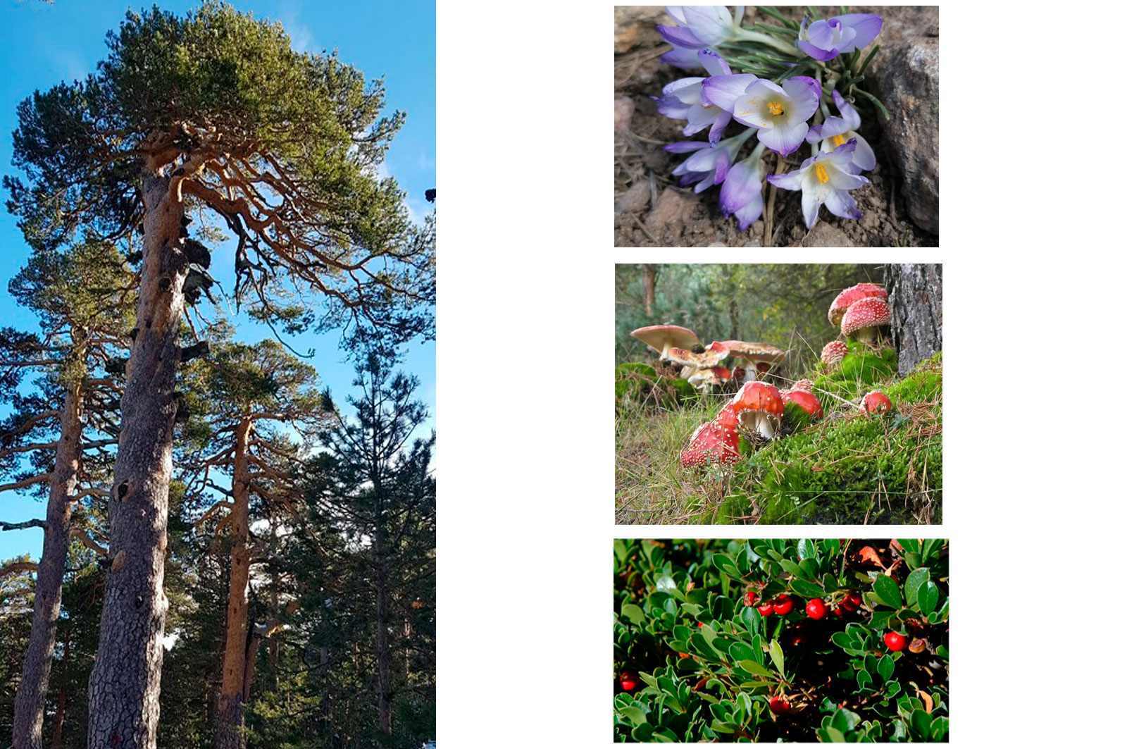 Parque Nacional de la Sierra de Guadarrama: Guía completa de Visitas