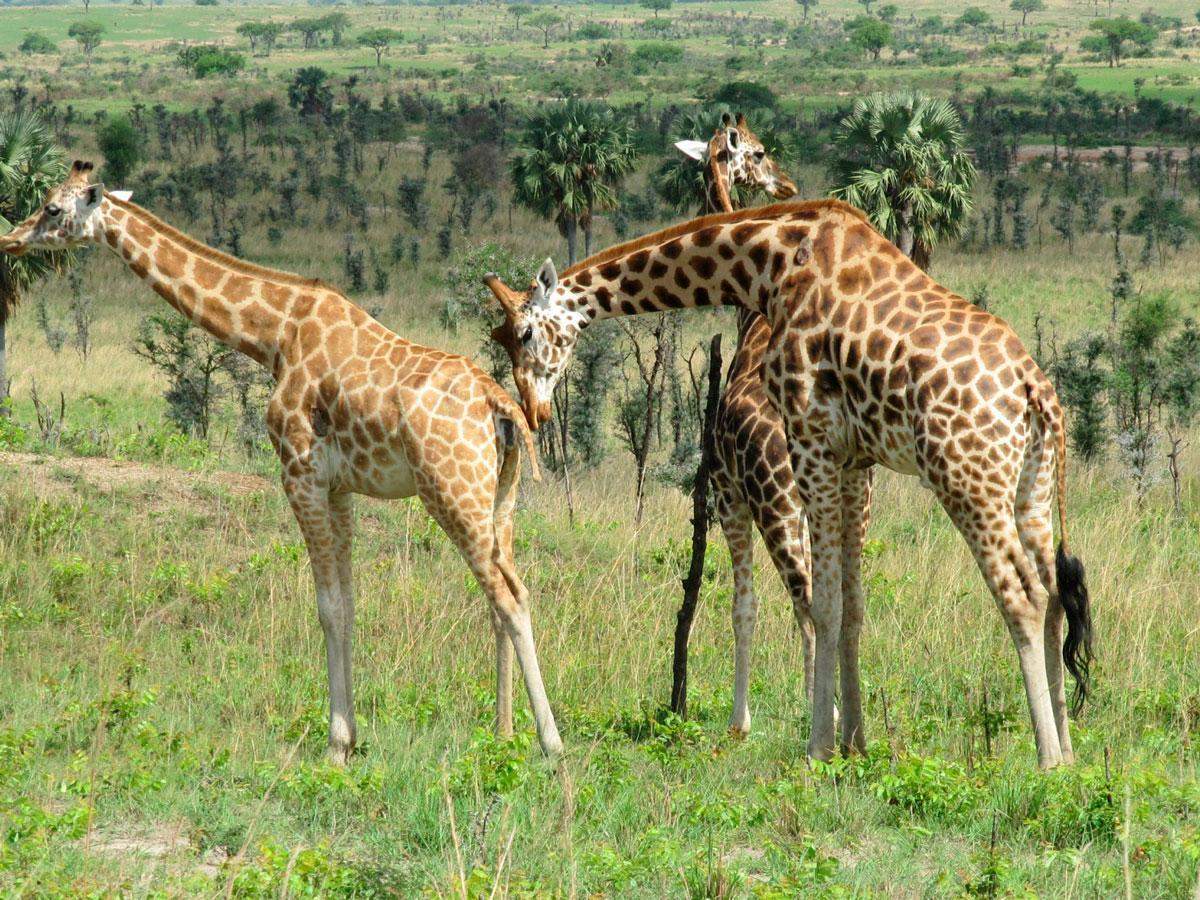 Parque Nacional de Waza: Viajando al Camerún Natural