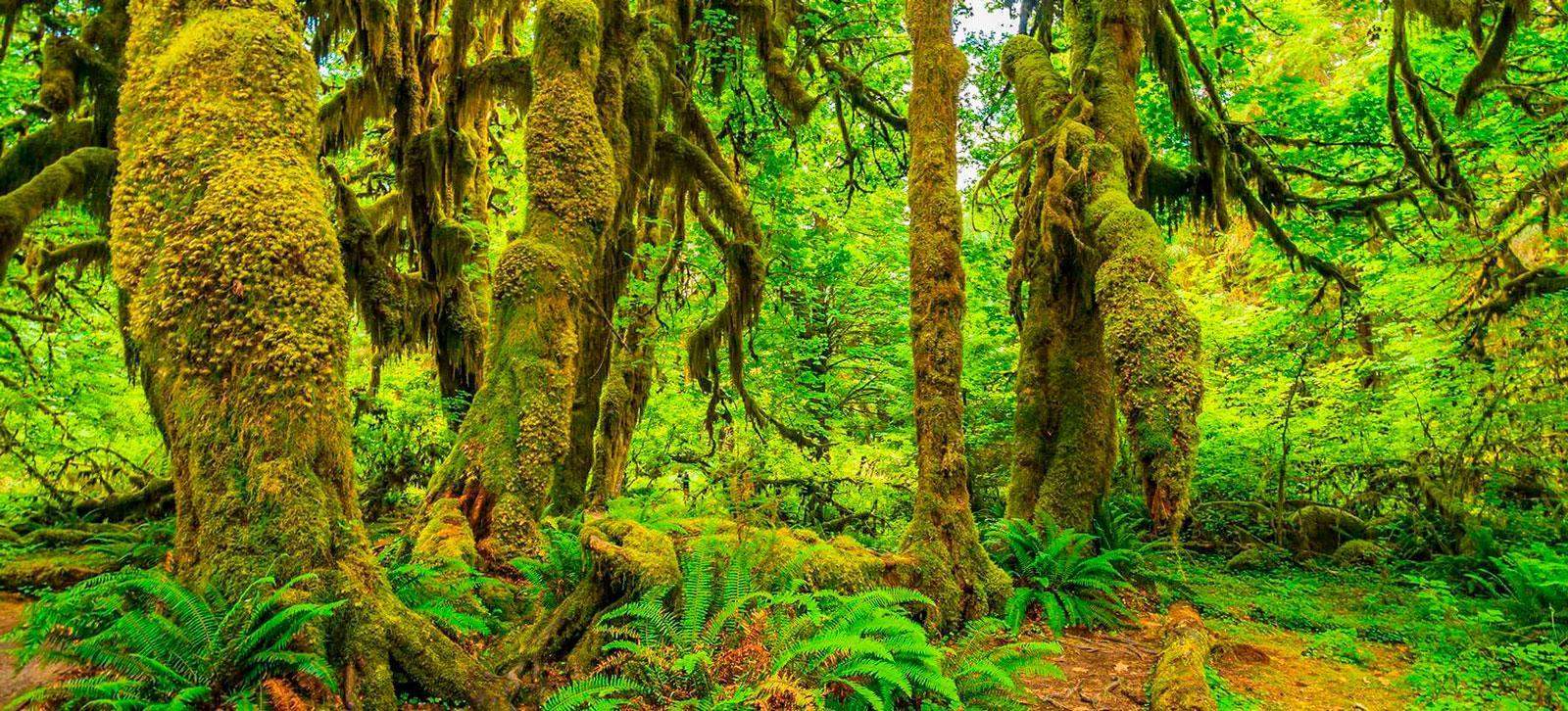 Parque Nacional Olympic en Washington, Estados Unidos: Guía