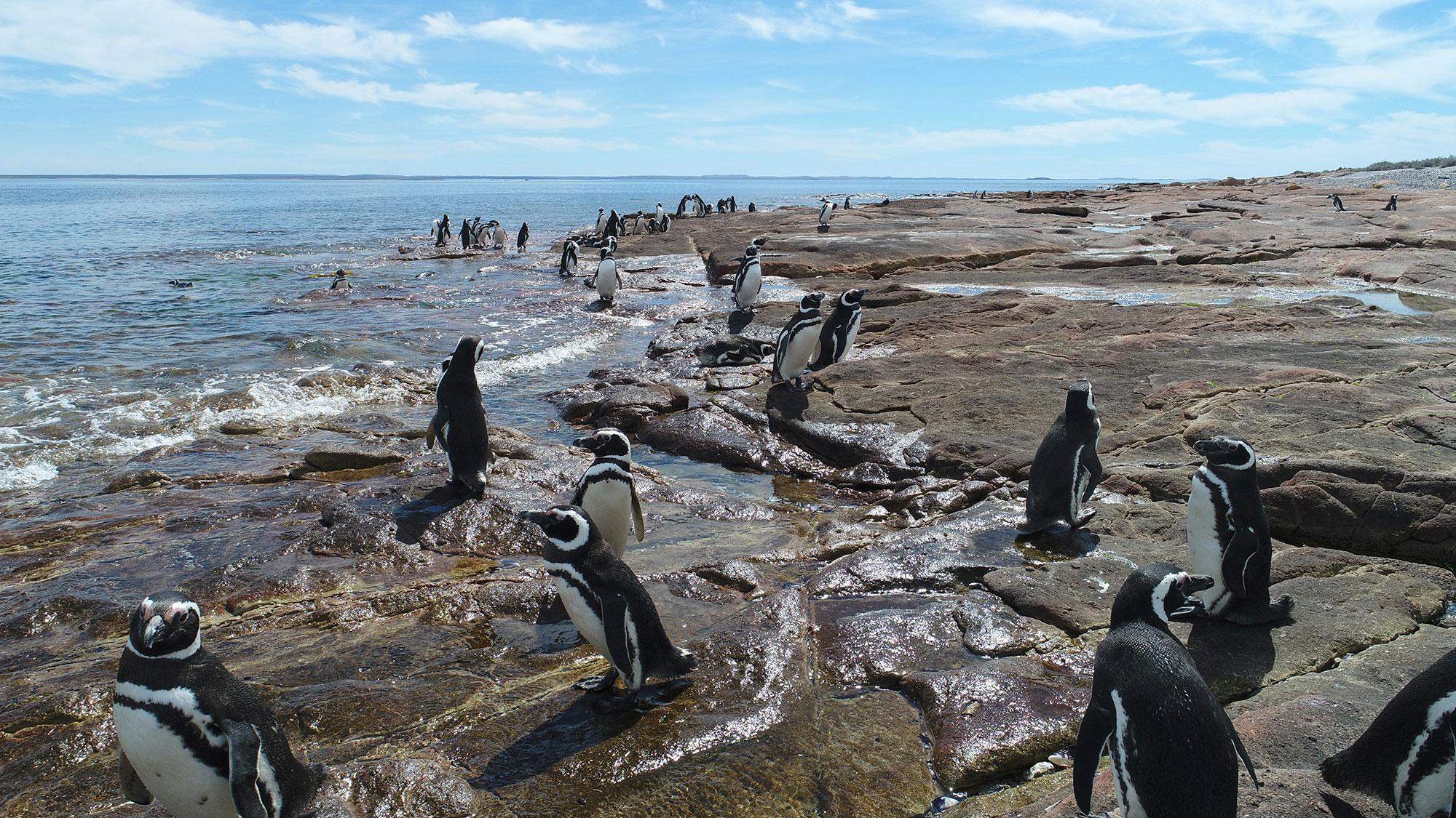Parque Interjurisdiccional Marino Costero Patagonia Austral, Argentina