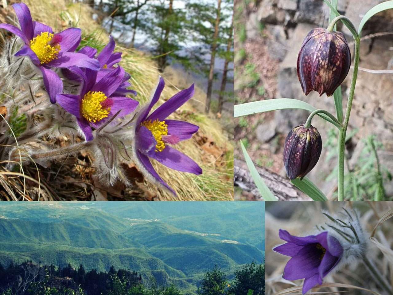 Parque Nacional Cozia en Rumanía: Qué ver, Hacer, Rutas y Mapas