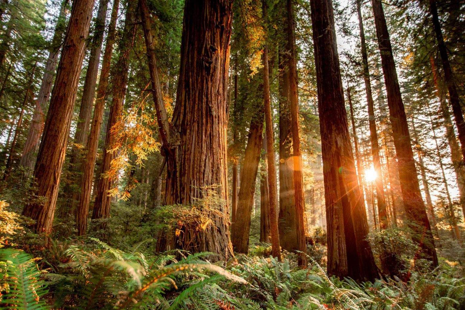 Parque Nacional Redwood: viajar entre las Secuoyas gigantes