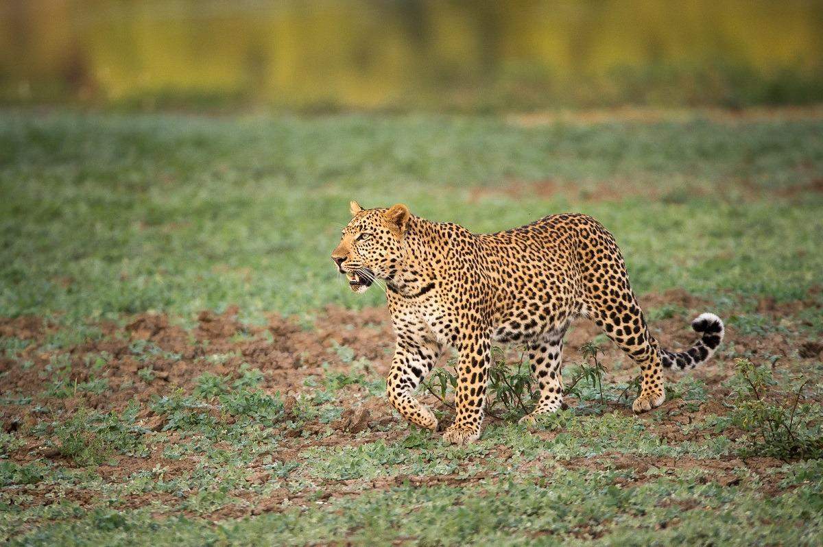 Parques Nacionales de Chad: Reservas de Biodiversidad