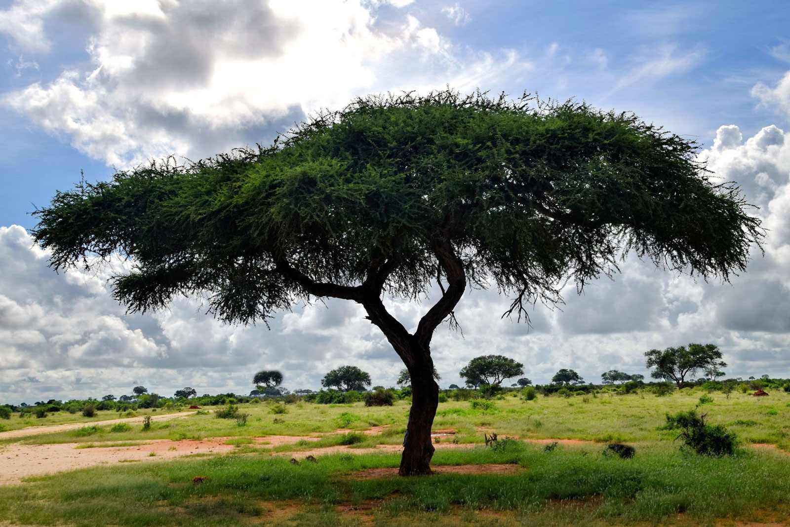 Wadi Wurayah National Park: Visitor Guide and Things to See