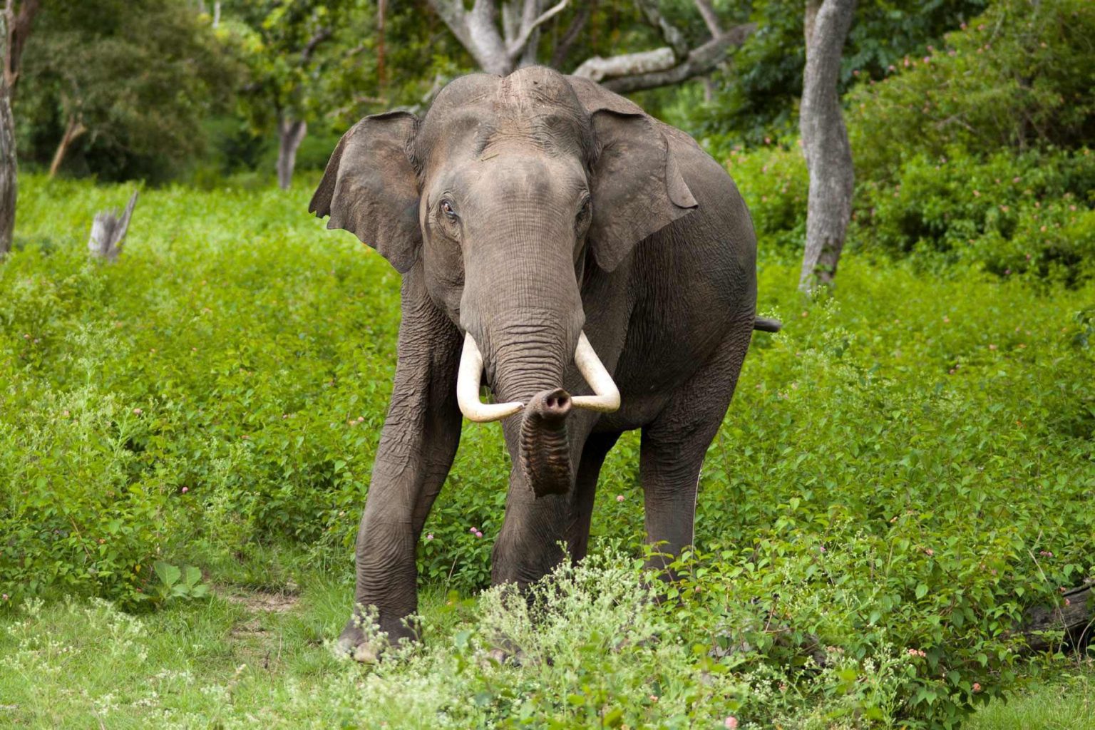 Taman Negara National Park, Malaysia: Visitor Guide, Excursions, and ...