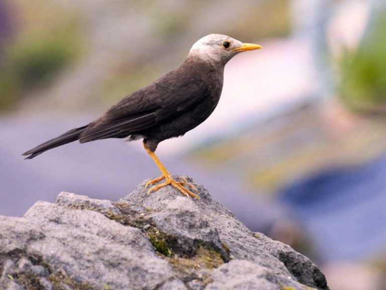 Mount Merbabu National Park in Java: Hiking and Nature Guide