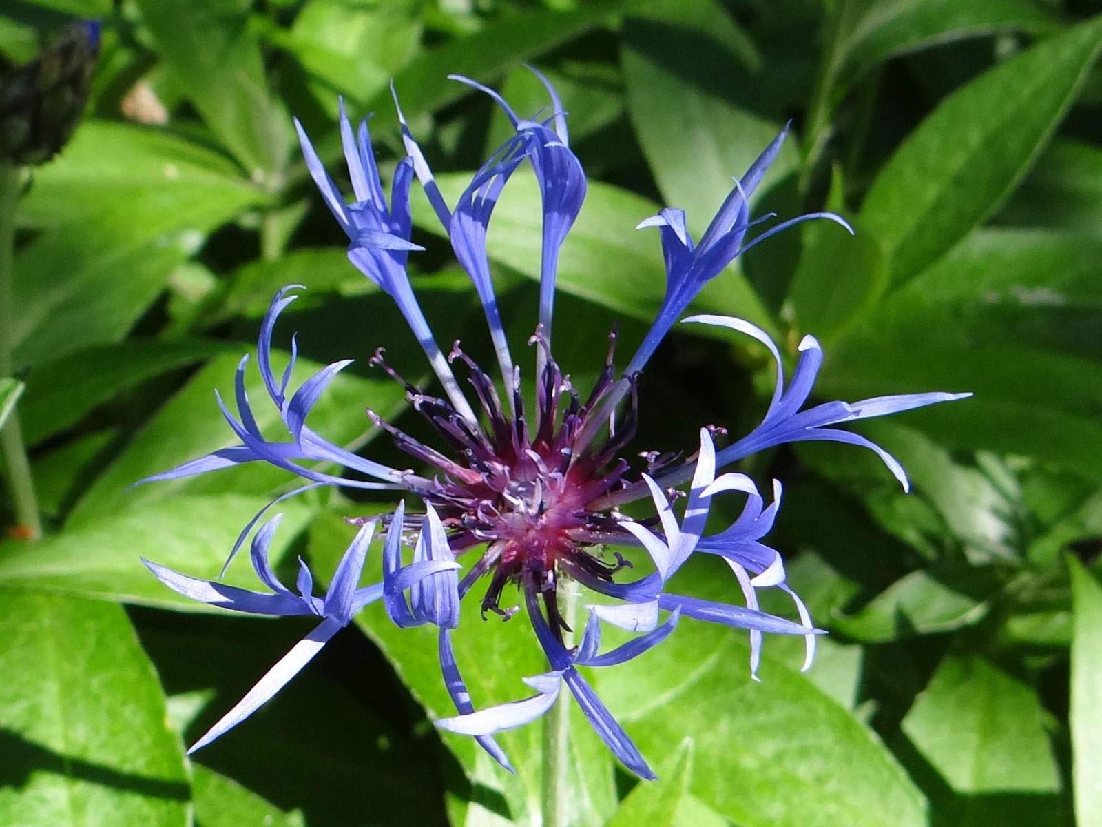 Fauna and Flora of Ojcow National Park in Poland