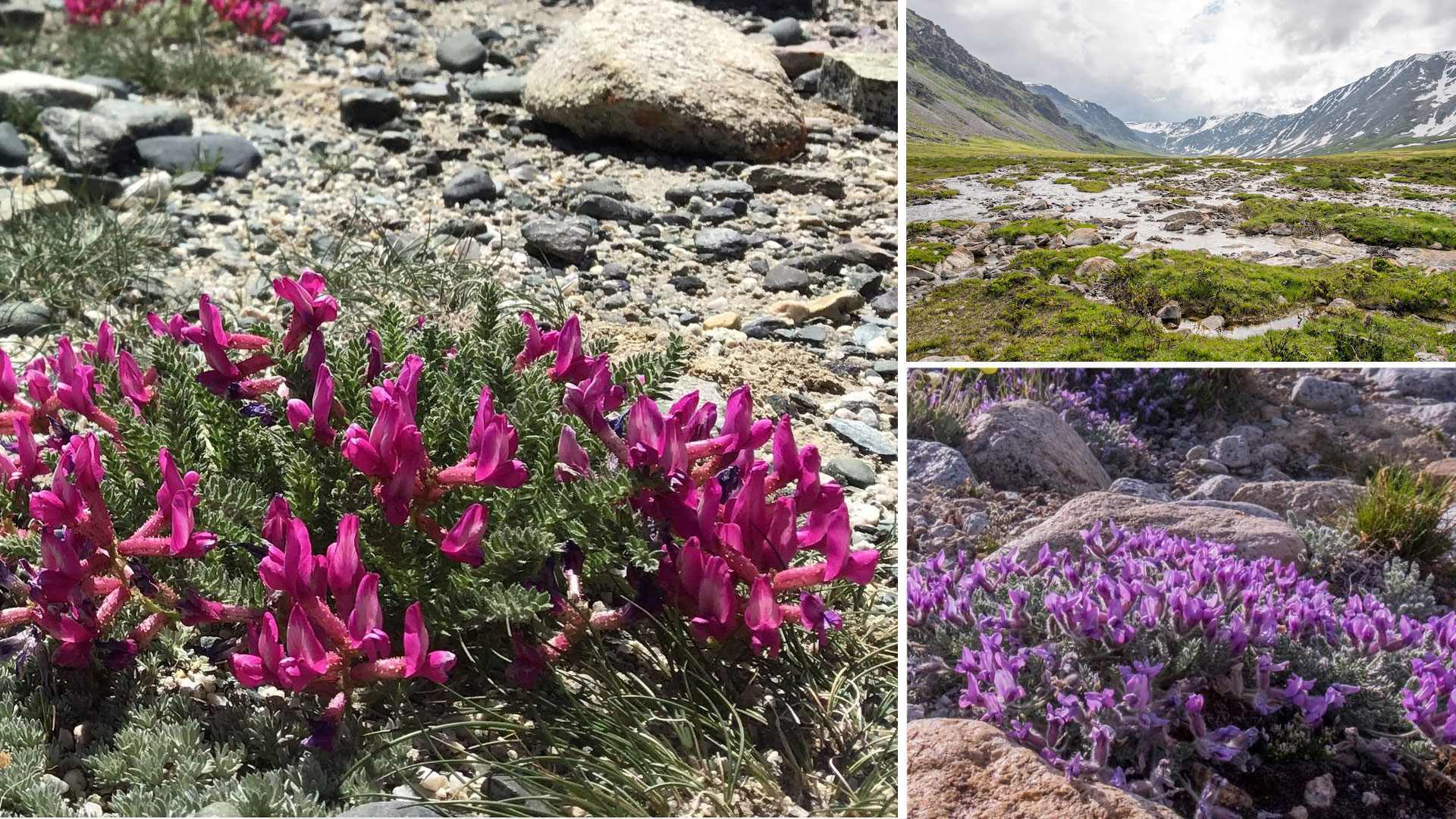 Altai Tavan Bogd National Park, Mongolia: Visitor Guide