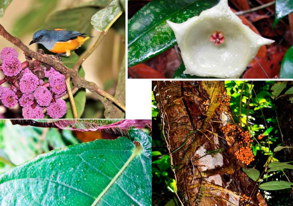 Bukit Teraja Forest Reserve, Brunei: Visitor Guide