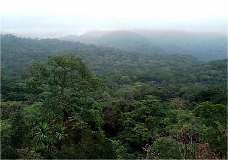 Mount Cameroon National Park: Natural Eden in the Heart of Africa
