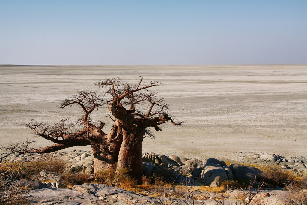 Makgadikgadi National Park: Best Time to Visit, Climate, Fauna, and Flora