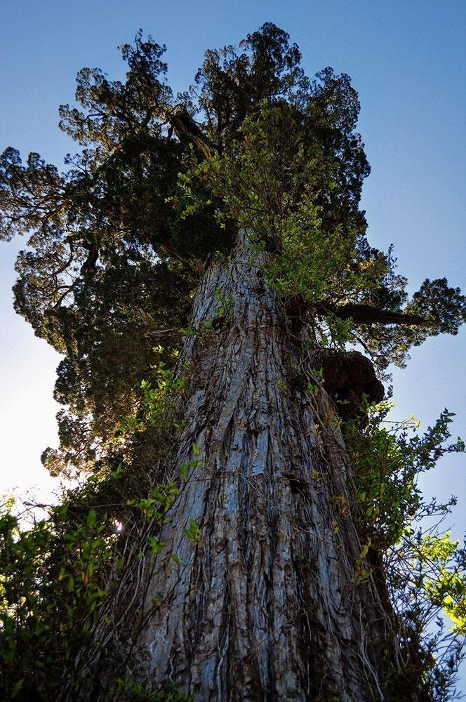 Alerce Andino National Park In Llanquihue Chile Visitor s Guide