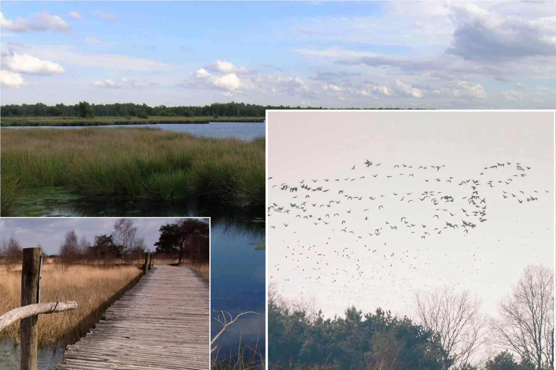 De Groote Peel National Park: Visitor Guide, Fauna, Flora, and What to See