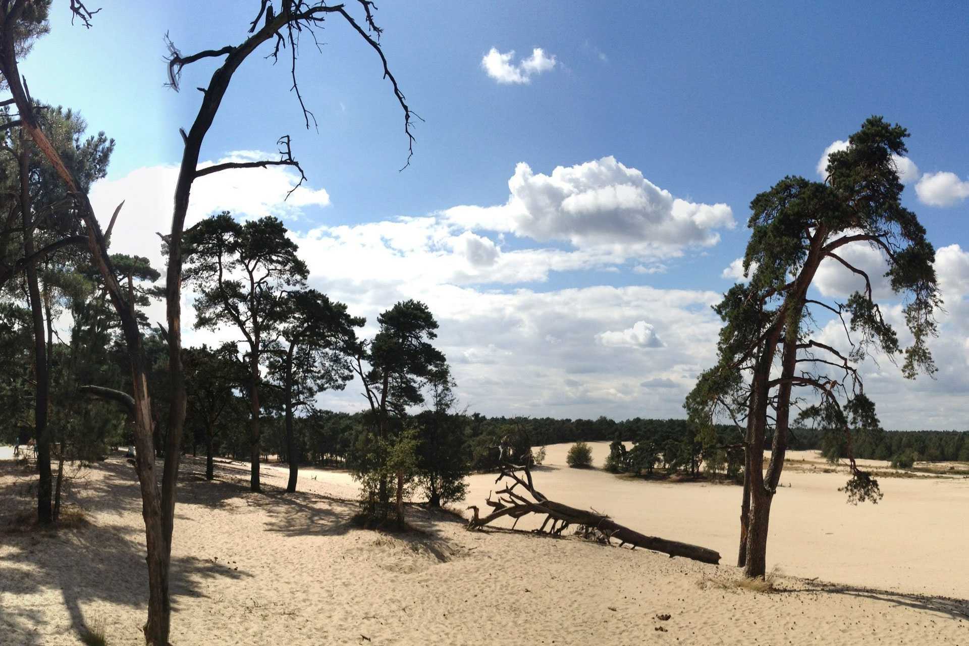 De Loonse en Drunense Duinen National Park: shifting dunes, curious ...