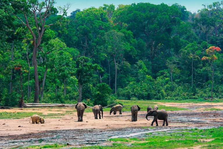 Lobéké National Park: Exploring Cameroon's Ecological Gem