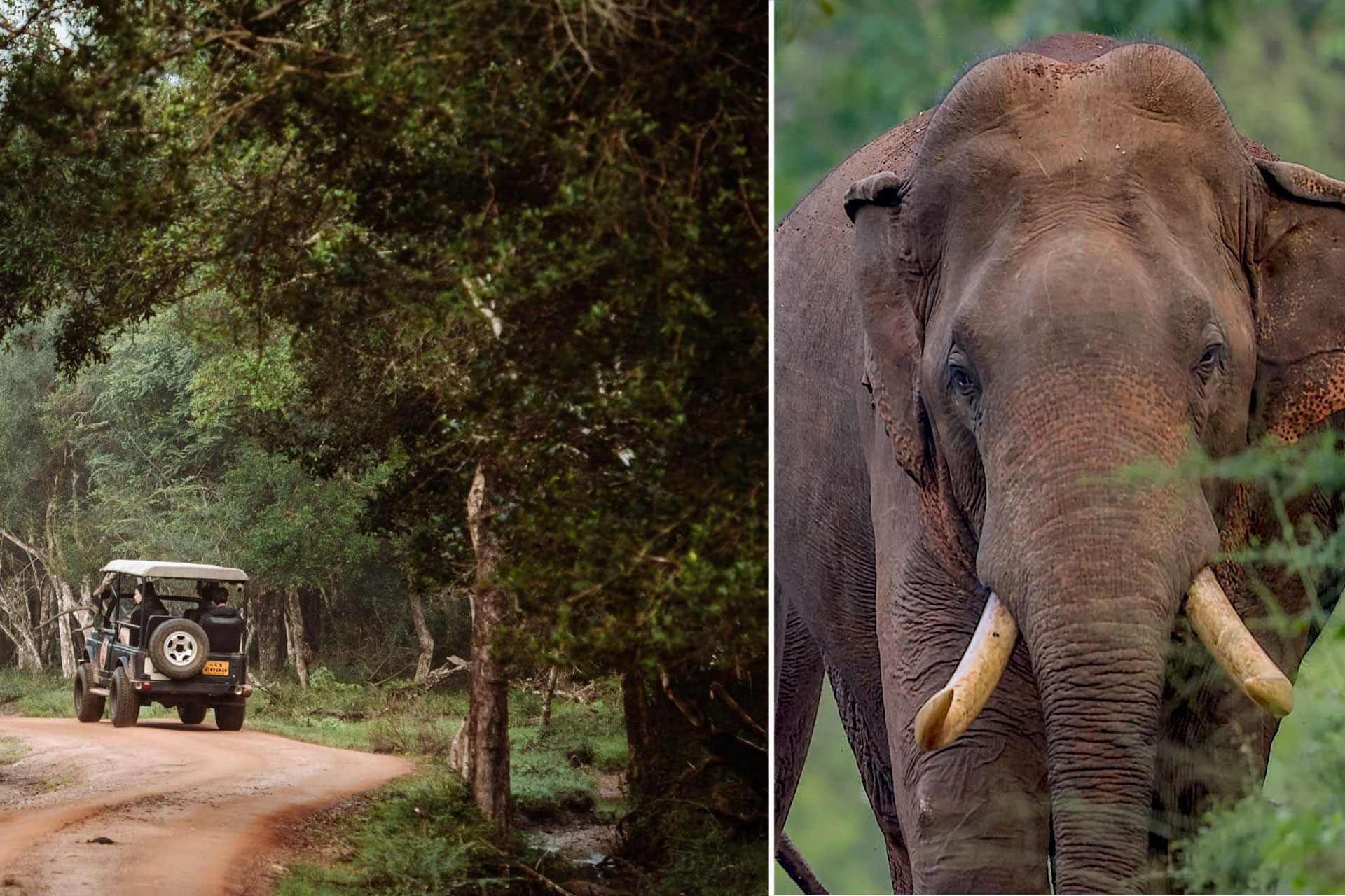 Sri Lanka National Parks