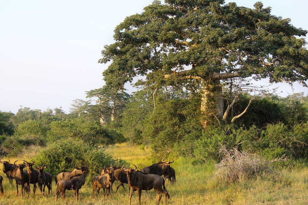 Quiçama National Park (Kissama) in Angola, Africa