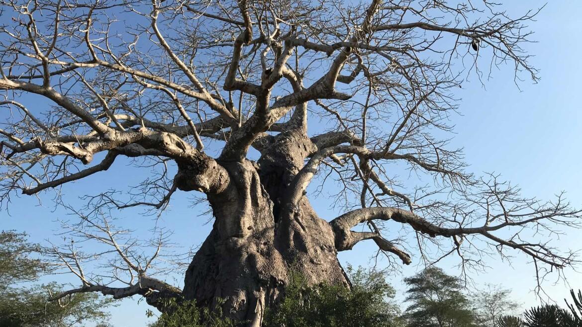 Quiçama National Park (Kissama) in Angola, Africa