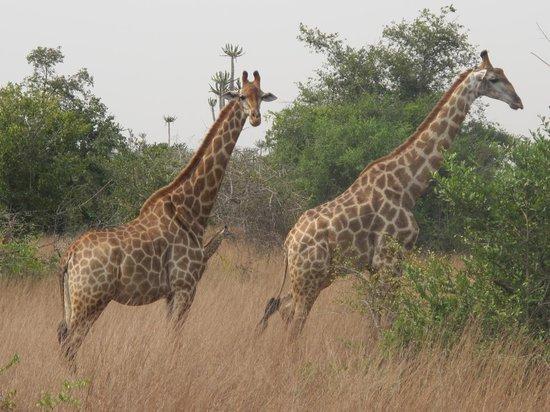 Quiçama National Park (Kissama) in Angola, Africa
