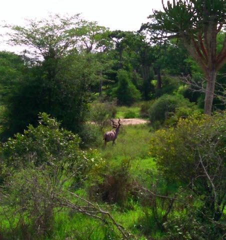 Quiçama National Park (Kissama) in Angola, Africa