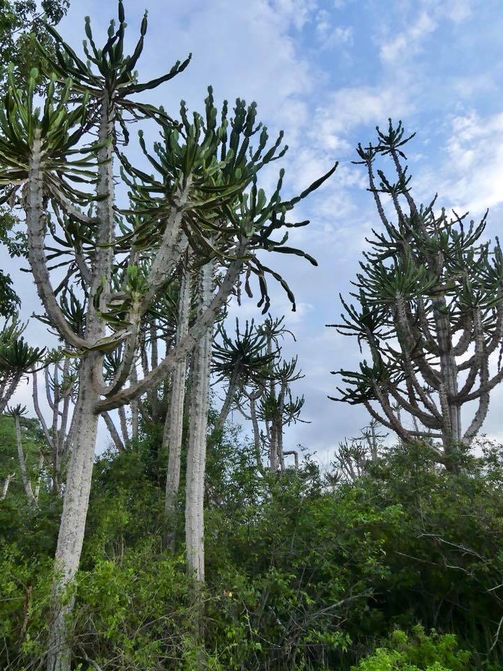 Quiçama National Park (Kissama) in Angola, Africa