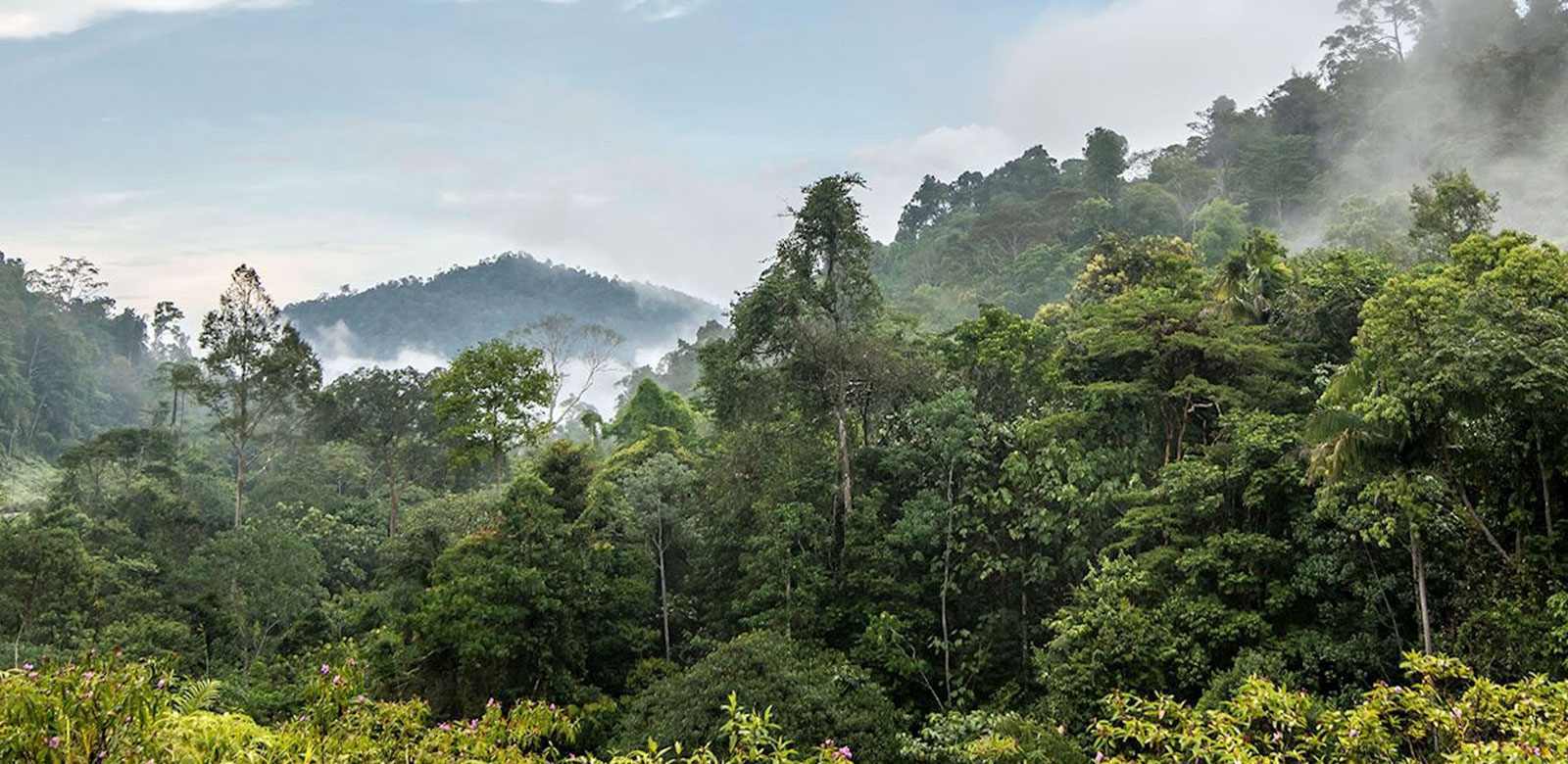 Taman Negara National Park, Malaysia: Visitor Guide, Excursions, and ...